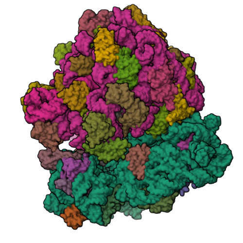 RCSB PDB - 6XZA: E. coli 70S ribosome in complex with dirithromycin ...