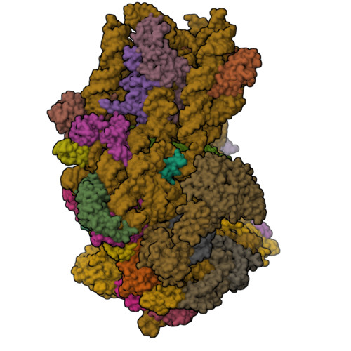 RCSB PDB - 6YAN: Mammalian 48S late-stage translation initiation ...