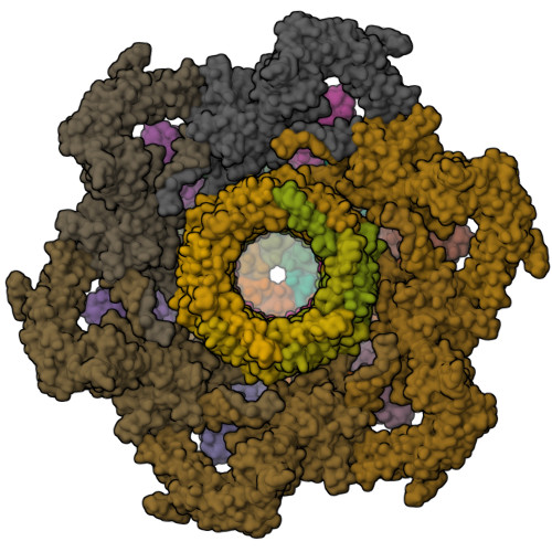 RCSB PDB - 7ADZ: Cryo-EM structure of an extracellular contractile ...
