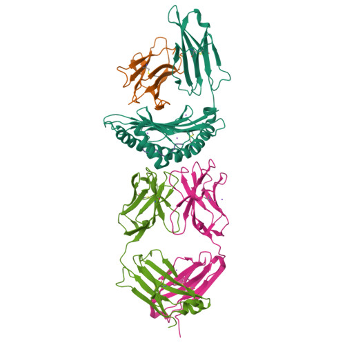 RCSB PDB - 7BBG: CRYSTAL STRUCTURE OF HLA-A2-WT1-RMF AND FAB 11D06