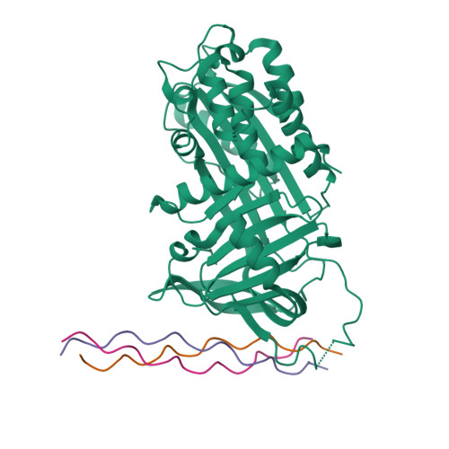 RCSB PDB - 7BDU: Crystal structure of a Hsp47-collagen peptide complex