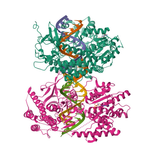 RCSB PDB - 7BKQ: CryoEM structure of MDA5-dsRNA filament in complex ...