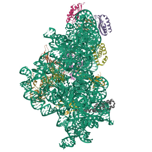 RCSB PDB - 7BOF: Bacterial 30S ribosomal subunit assembly complex state ...