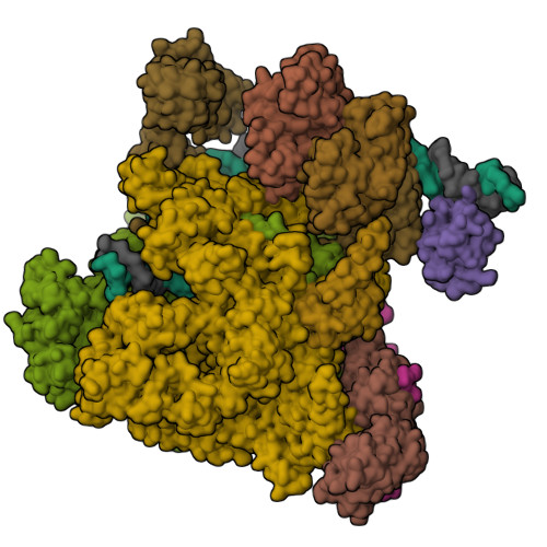 RCSB PDB - 7C97: Cryo-EM structure of an Escherichia coli RNAP-promoter open complex (RPo) with SspA