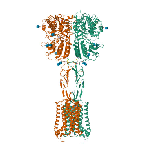 RCSB PDB - 7DD7: Structure of Calcium-Sensing Receptor in complex with ...