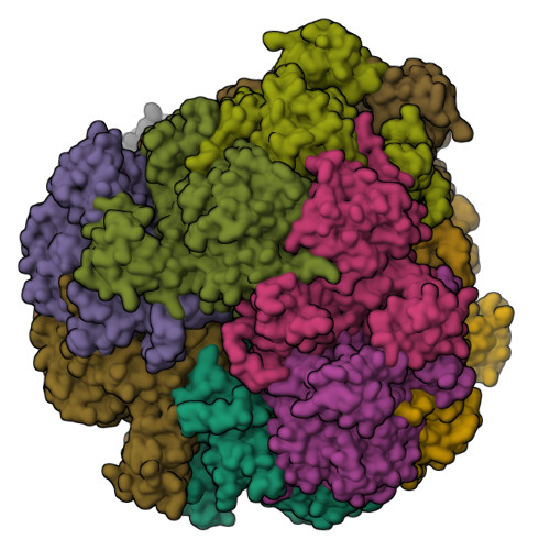 RCSB PDB - 7DDE: Cryo-EM structure of the Ape4 and Nbr1 complex