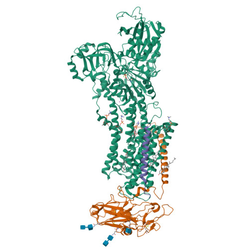 RCSB PDB - 7DDL: Crystal structures of Na+,K+-ATPase in complex with ...