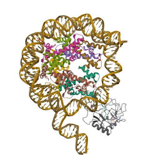 RCSB PDB - 7EA5: Yeast Set2 bound to a nucleosome containing ...