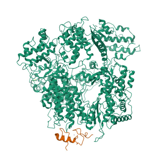 RCSB PDB - 7EJU: Junin virus(JUNV) RNA polymerase L complexed with Z ...