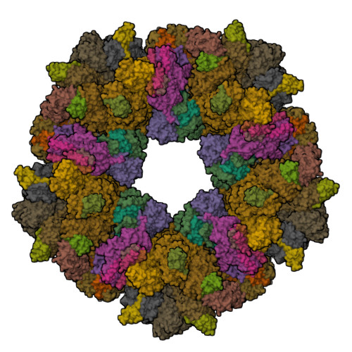 RCSB PDB - 7ET3: C5 portal vertex in the enveloped virion capsid