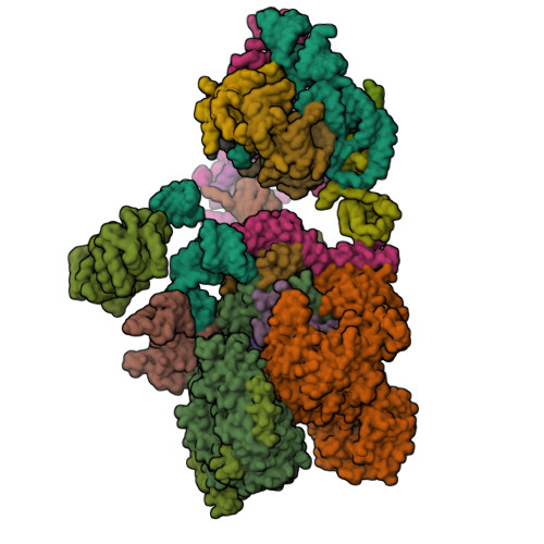 RCSB PDB - 7EVO: The cryo-EM structure of the human 17S U2 snRNP