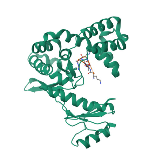 RCSB PDB - 7F0F: Crystal structure of capreomycin phosphotransferase in ...