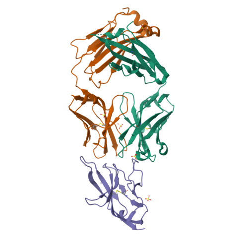 RCSB PDB - 7KPG: Blocking Fab 25 anti-SIRP-alpha antibody in complex ...