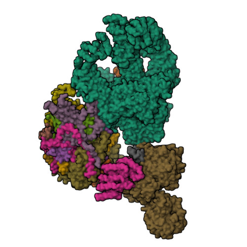 RCSB PDB - 7KTS: Negative stain EM structure of the human SAGA ...