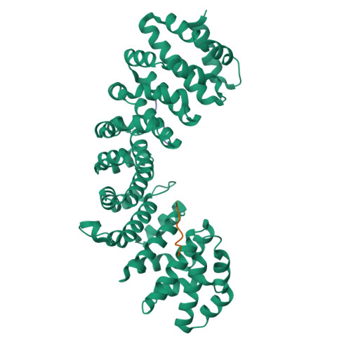 RCSB PDB - 7LET: Structure of importin a2 bound to the p50- and p65-NLSs