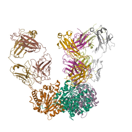 RCSB PDB - 7LEY: Trimeric human Arginase 1 in complex with mAb5