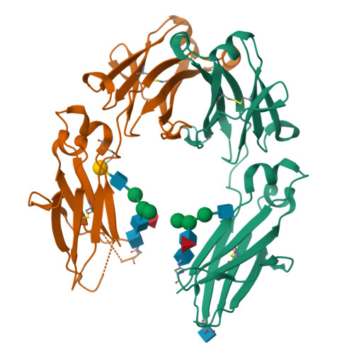 RCSB PDB - 7LF9: Structure of Hyperglycosylated Human IgG1 Fc (Fc329)