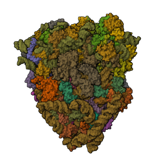 RCSB PDB - 7LS2: 80S ribosome from mouse bound to eEF2 (Class I)