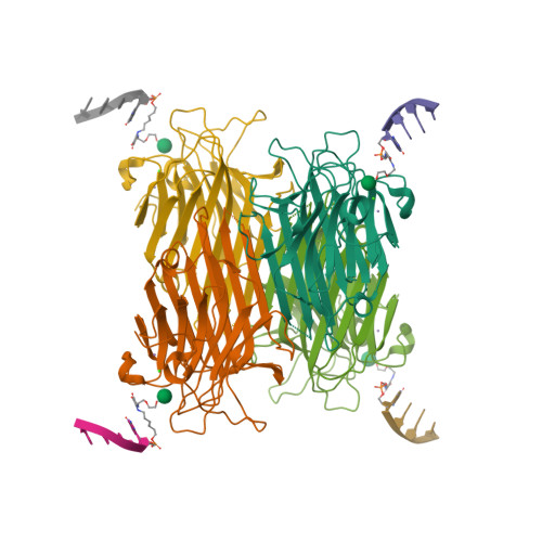 RCSB PDB - 7MG7: Concanavalin A bound to a DNA glycoconjugate, Man-GTAC