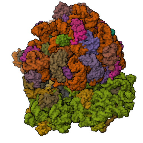 RCSB PDB - 7MSZ: Mtb 70SIC in complex with MtbEttA at Trans_R1 state