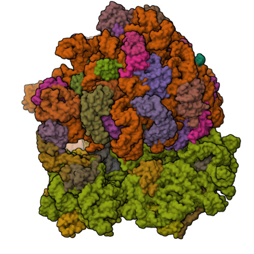RCSB PDB - 7MT2: Mtb 70S initiation complex