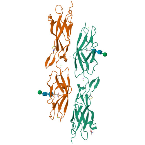 RCSB PDB - 7N86: Crystal Structure of Human Protocadherin-24 EC1-2 Form II