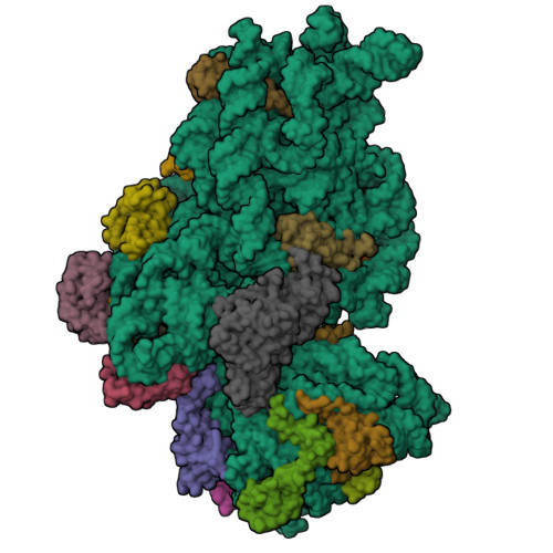 RCSB PDB - 7NAR: Complete Bacterial 30S ribosomal subunit assembly ...