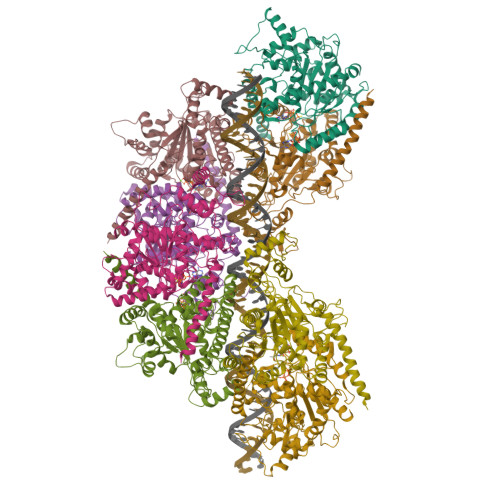 RCSB PDB - 7NPF: Vibrio cholerae ParA2-ATPyS-DNA filament