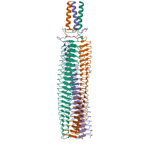 RCSB PDB - 7O23: C-terminal head domain of the trimeric autotransporter ...