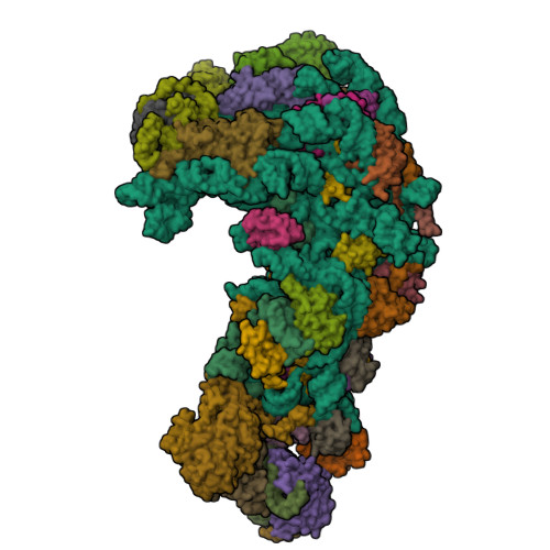 RCSB PDB - 7OHP: Nog1-TAP associated immature ribosomal particles from ...