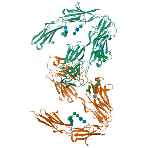 RCSB PDB - 7OK5: Crystal structure of mouse neurofascin 155 ...