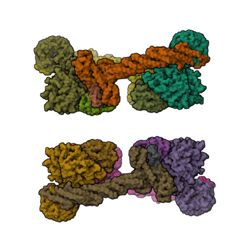 RCSB PDB - 7OKQ: Cryo-EM Structure of the DDB1-DCAF1-CUL4A-RBX1 Complex
