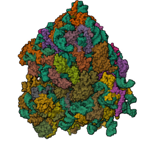 RCSB PDB - 7OLD: Thermophilic eukaryotic 80S ribosome at pe/E (TI)-POST ...