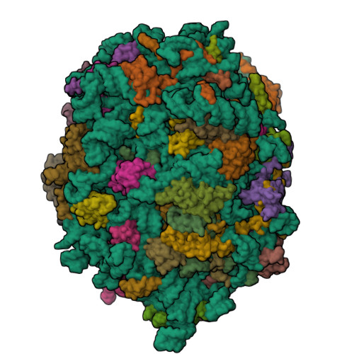 RCSB PDB - 7OW7: EIF6-bound large subunit of the human ribosome