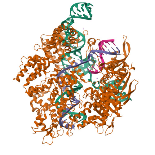 RCSB PDB - 7OX8: Target-bound SpCas9 complex with TRAC full RNA guide