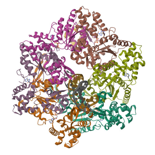 RCSB PDB - 7PBQ: RuvAB branch migration motor complexed to the Holliday ...