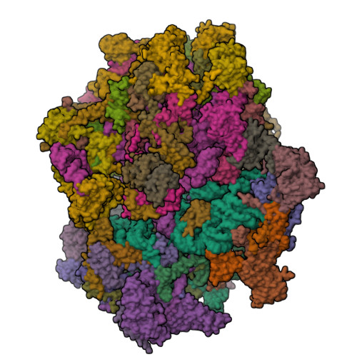 RCSB PDB - 7QI6: Human mitochondrial ribosome in complex with mRNA, A/P ...