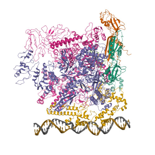 RCSB PDB - 7QXI: Cryo-EM structure of RNA polymerase-sigma54 holo ...