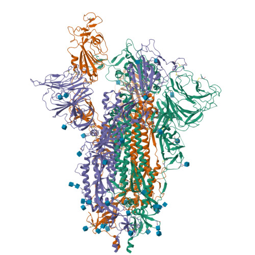 RCSB PDB - 7R1B: Mink Variant SARS-CoV-2 Spike with 1 Erect RBD