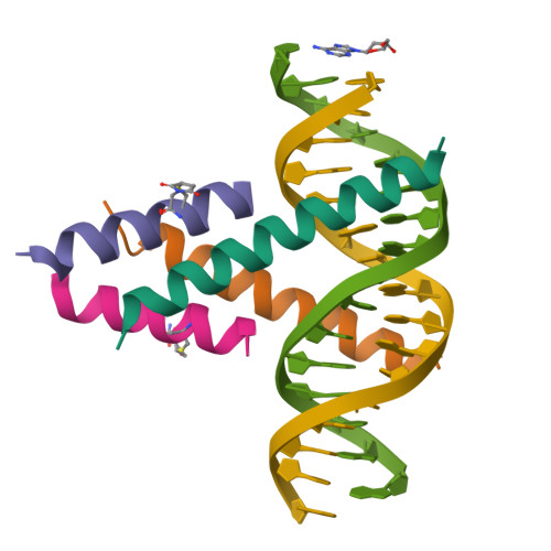 RCSB PDB - 7RCU: Synthetic Max homodimer mimic in complex with DNA