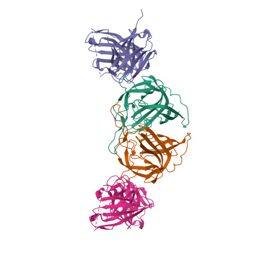 RCSB PDB - 7RK1: Crystal structure of the human astrovirus serotype 8 capsid spike in complex ...