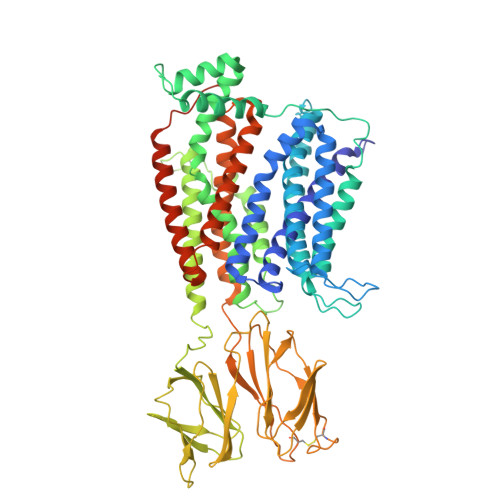 RCSB PDB - 7S8U: Cryo-EM structure of a mammalian peptide transporter ...