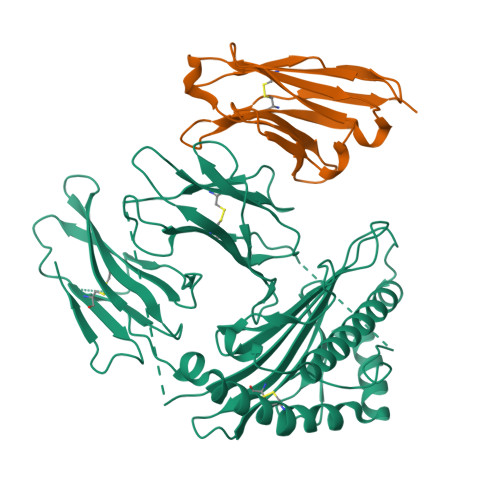 RCSB PDB - 7SQP: Single chain trimer HLA-A*02:01 (Y108C) with HPV.16 E7 ...