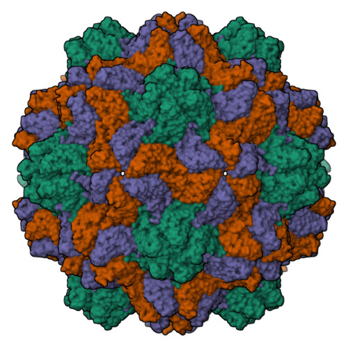 RCSB PDB - 7SQZ: CSDaV wild-type