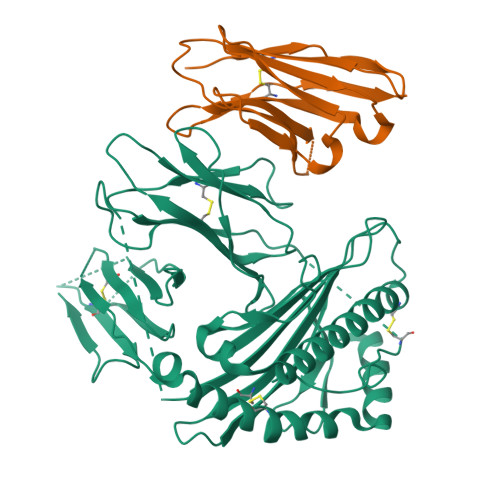 RCSB PDB - 7SR3: Single chain trimer HLA-A*02:01 (H98L, Y108C) with HPV ...