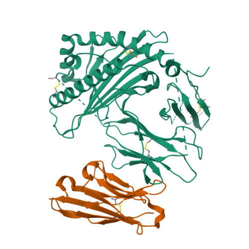RCSB PDB - 7SR4: Single chain trimer HLA-A*02:01 (H98L, Y108C) with HPV ...