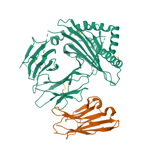 RCSB PDB - 7ST3: Consequences of HLA single chain trimer mutations on ...