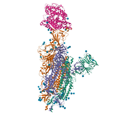 RCSB PDB - 7SXX: Cryo-EM structure of the SARS-CoV-2 D614G mutant spike protein ectodomain bound ...
