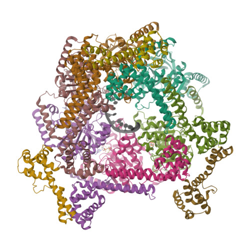RCSB PDB - 7T22: E. coli DnaB bound to three DnaG C-terminal domains, ssDNA, ADP and AlF4
