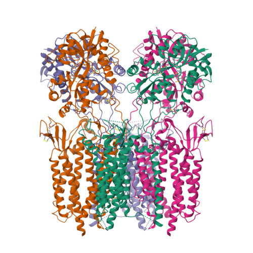 RCSB PDB - 7TNP: Complex GGGG of AMPA-subtype iGluR GluA2 in complex ...